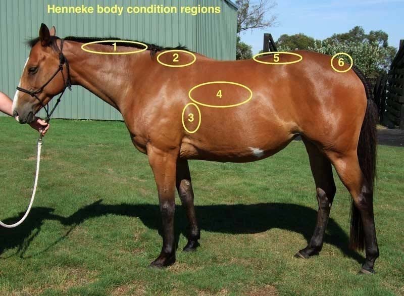 Understanding Body Conditioning Score: Your Horse’s Health Card - Missy ...