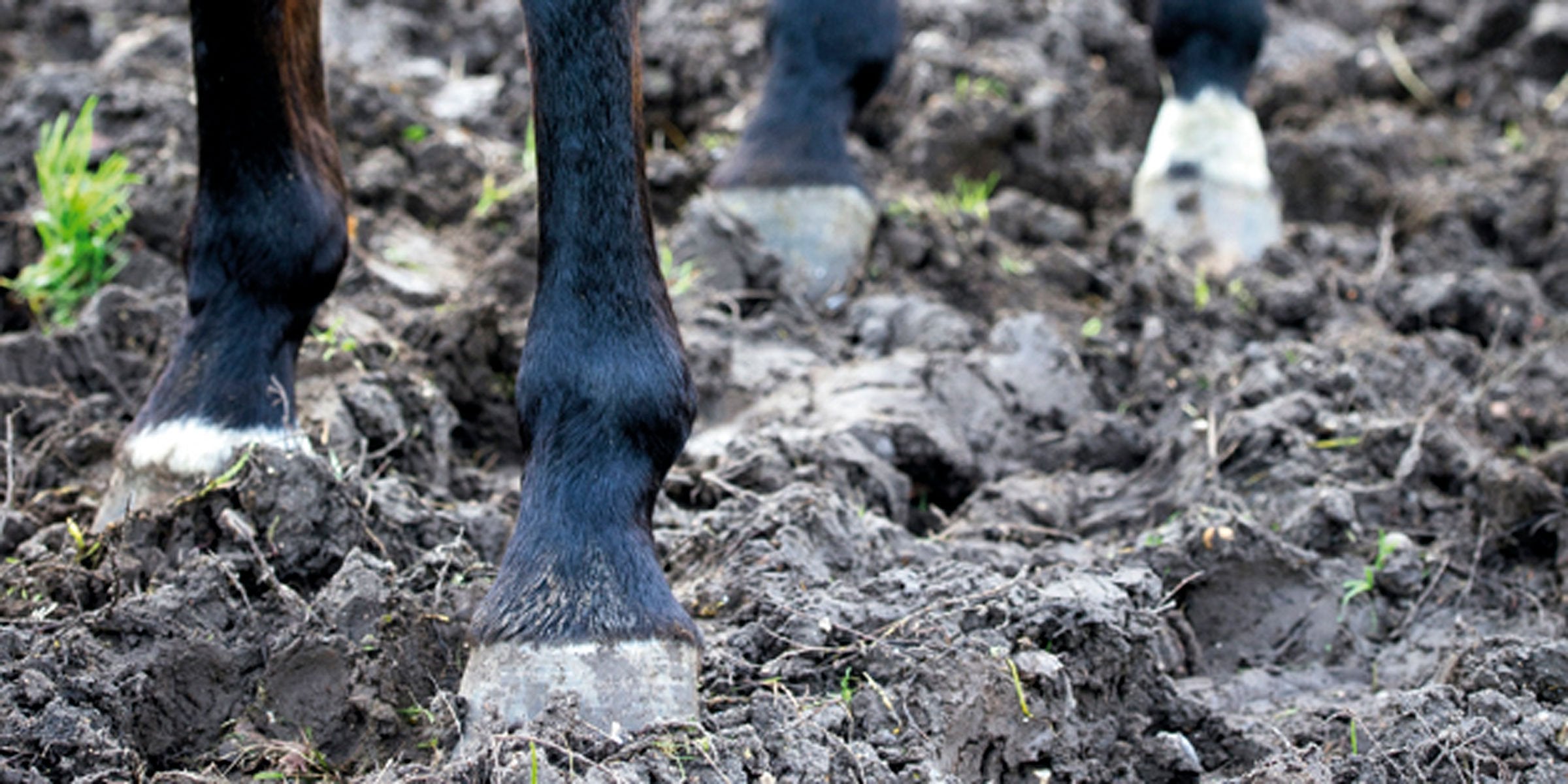 Seedy Toe and White Line Disease - Cause and Treatment – Missy's Bucket